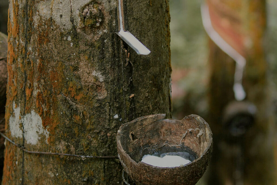 Magga - Mindfulness Retreats in Sri Lanka | Buddhist Wisdom & Nature